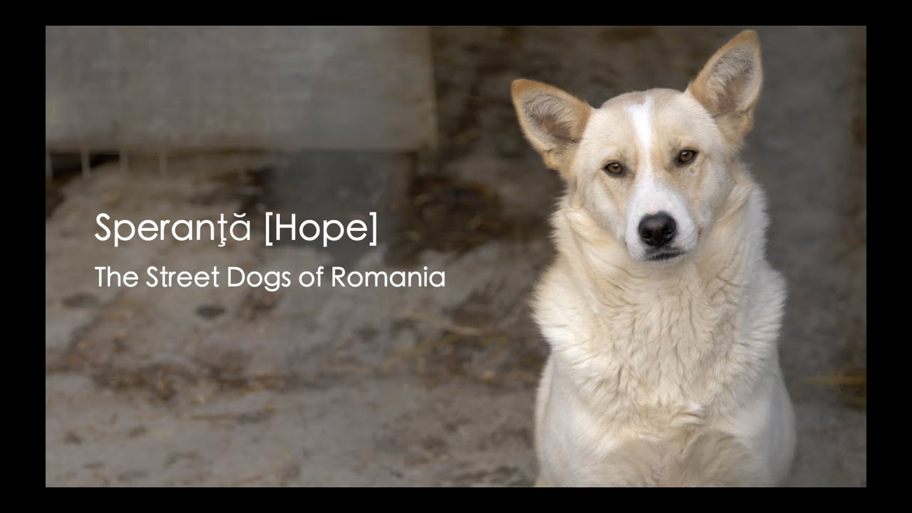 Speranţă (Hope) The Street Dogs of Romania feat. Rosie Marcel - YouTube