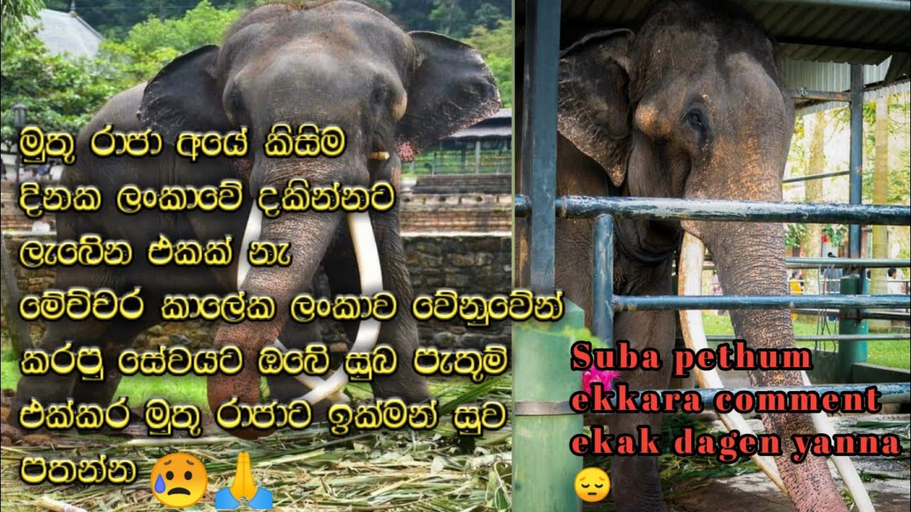 Muthu Raja Thailanthaya bala Ada pitath vi giya 😥🙏 suba pethum ekkara ...