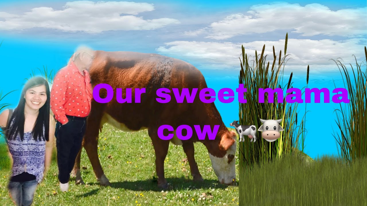 This cow is so sweet, she let me touch her. - YouTube