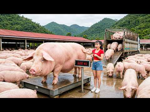 Selling a Herd of Giant 600KG Pigs After 4 Months | Trucking Them to Market