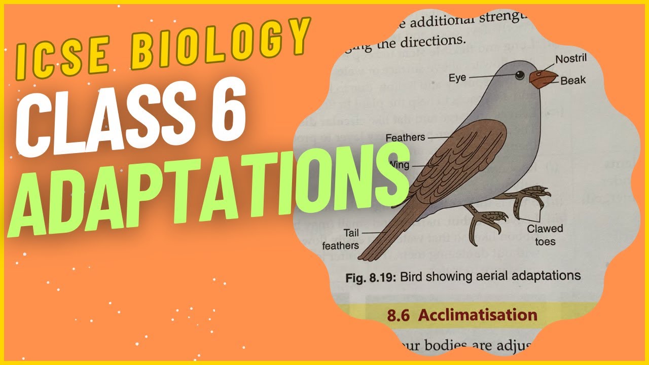 CLASS 6 Tutorial: Adaptations || Biology || ICSE - YouTube