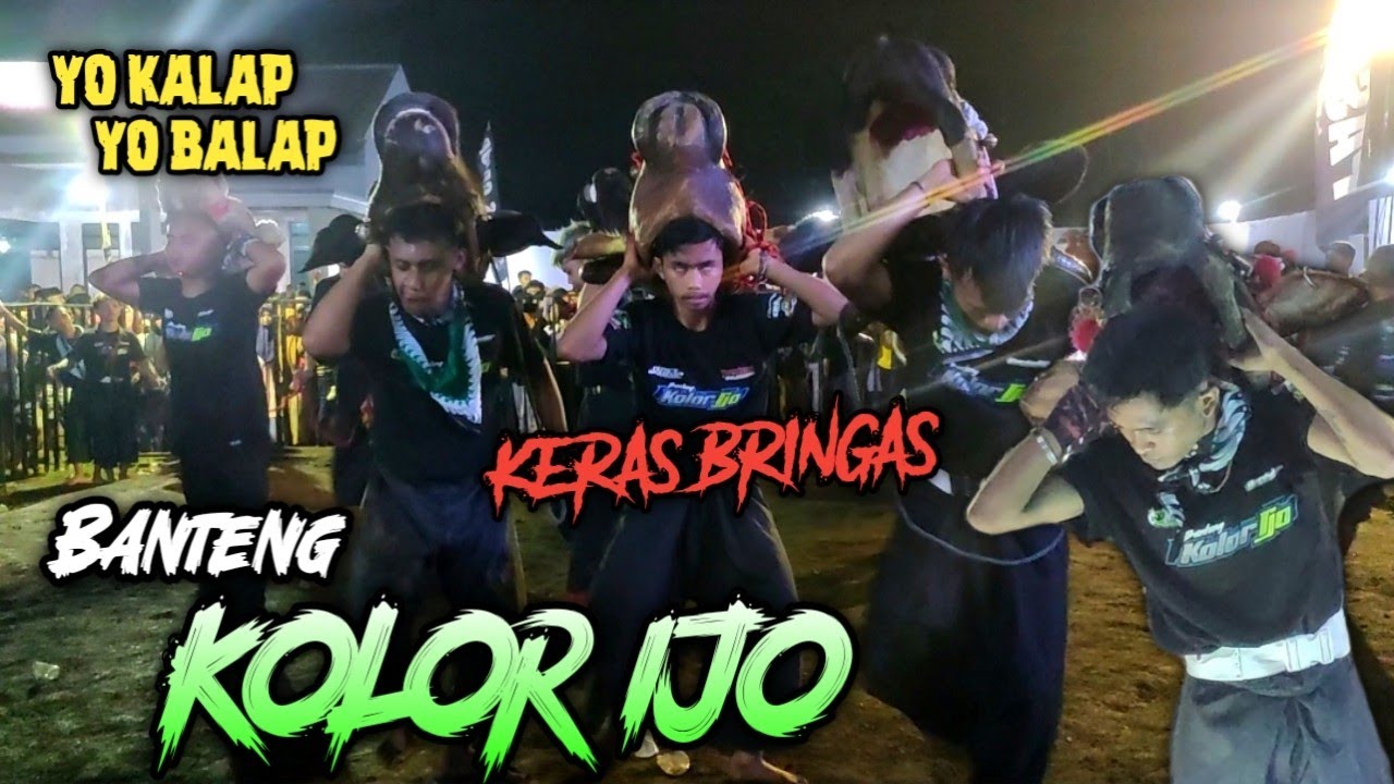 SANGAR! BANTENG KOLOR IJO Pendatang Baru Yang BRINGAS - YouTube
