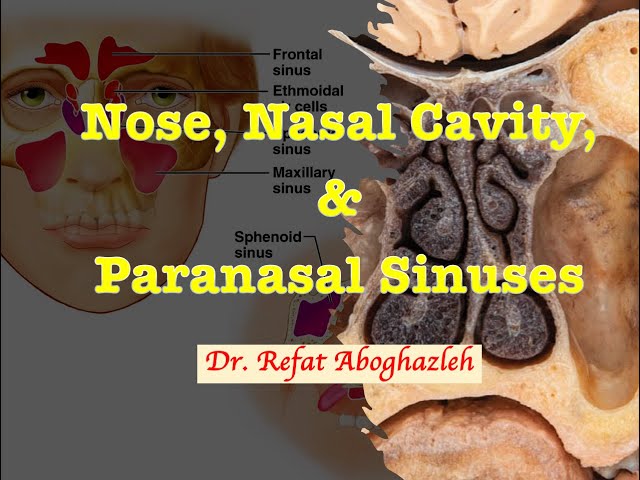 27 Nose Nasal Cavity And Paranasal Sinuses Pocket Dentistry