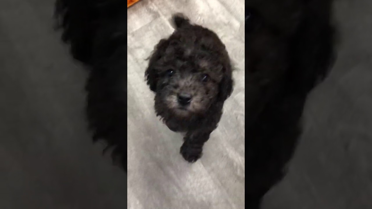 Mini Poodle boy - YouTube