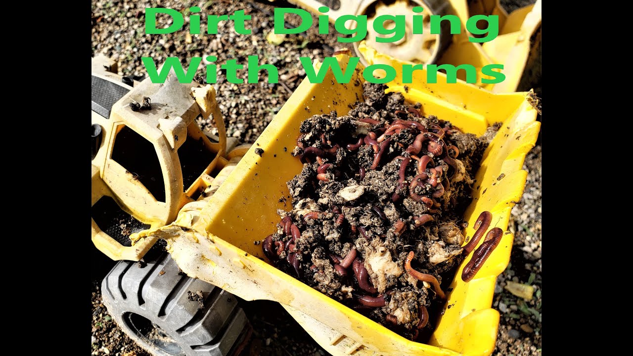 Dirt Digging With Worms - YouTube