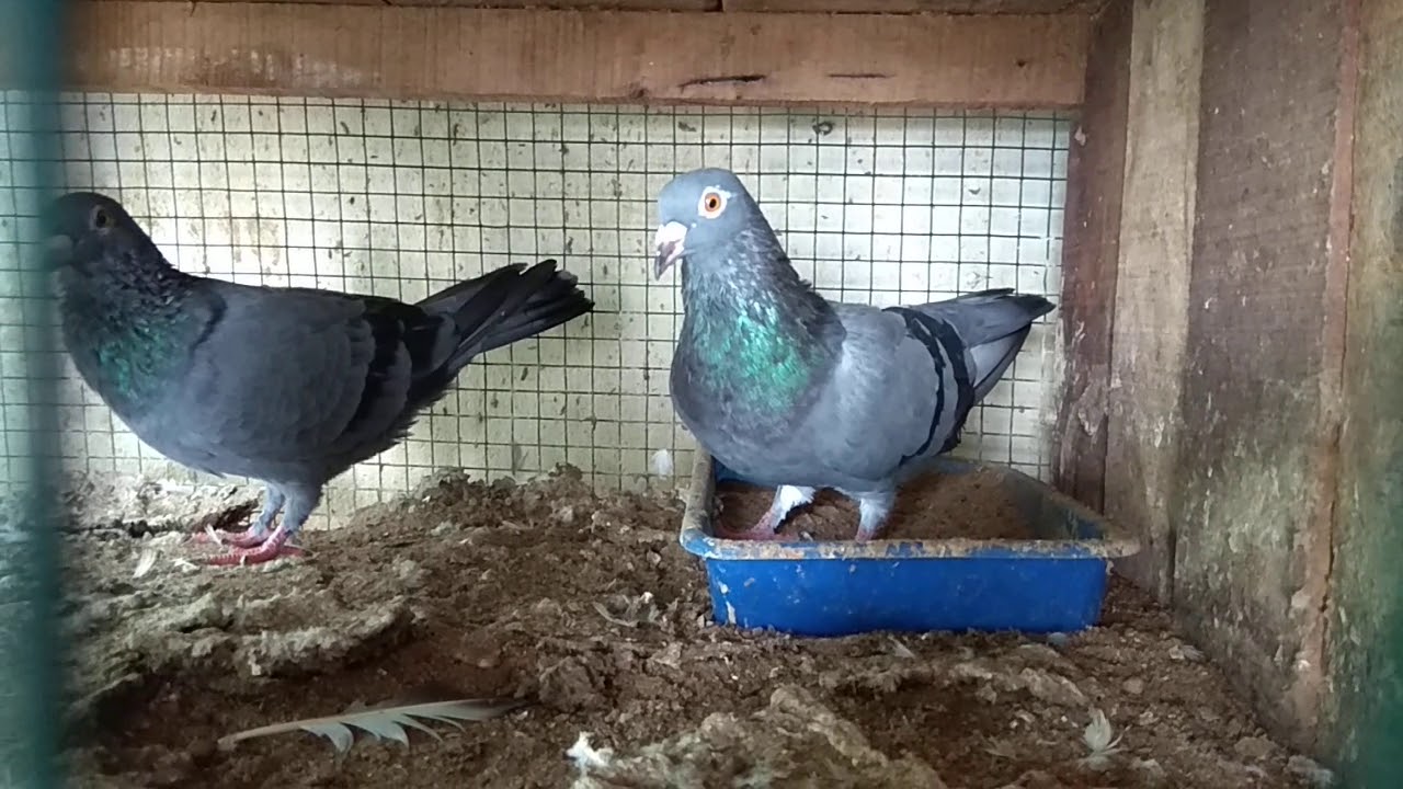 High flying pigeon Parava pravu Aaa 45 - YouTube