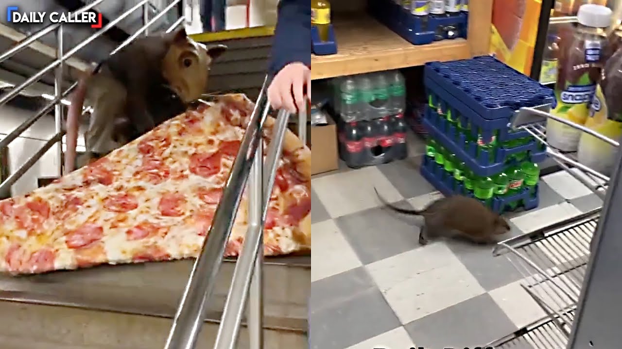 ‘WAITER! THERE’S A RAT IN MY FOOD!' - YouTube