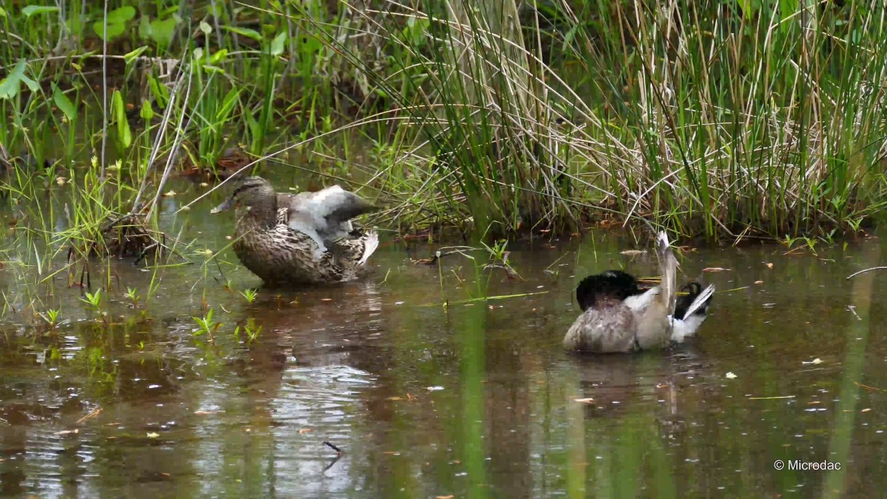 3 Minutes and 54 seconds: Ducks Bathing - YouTube