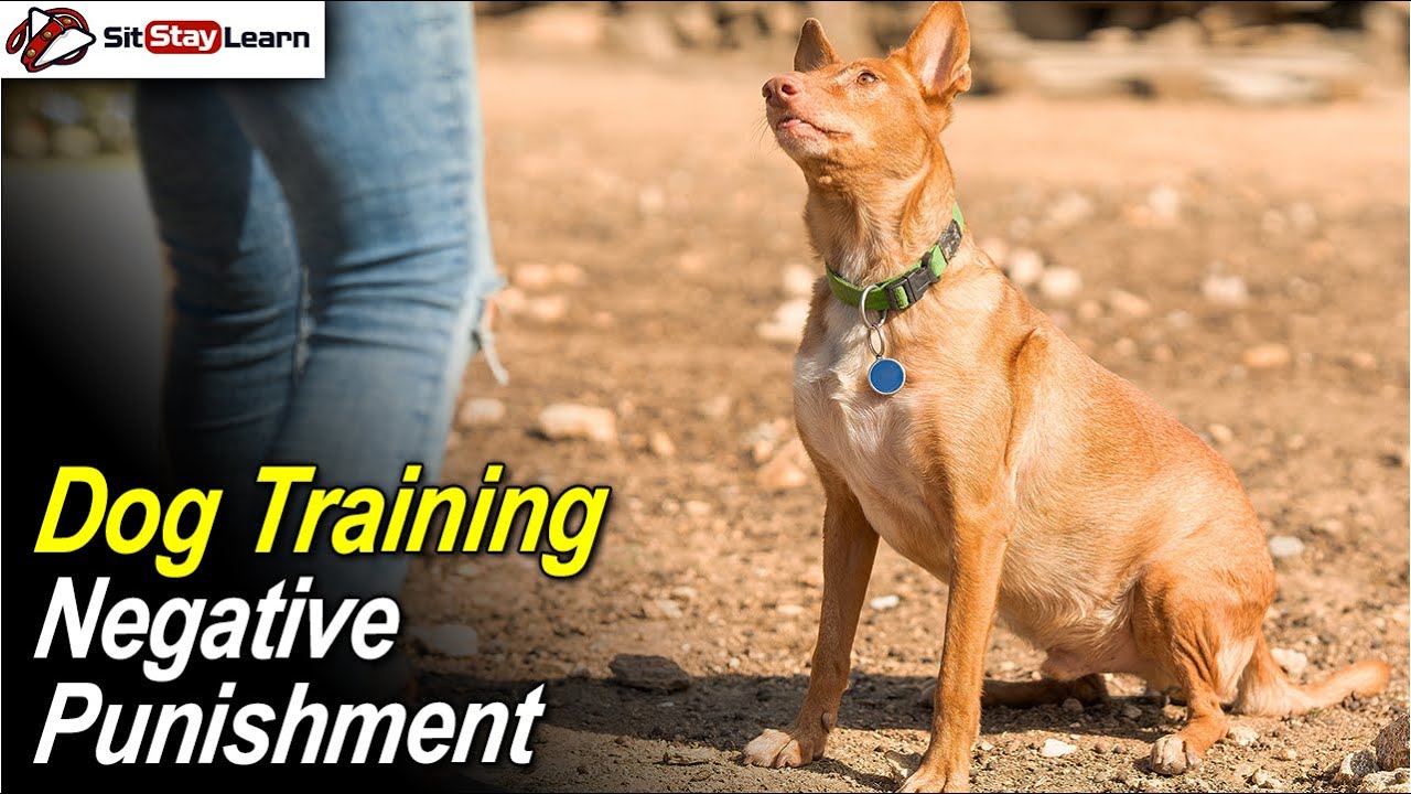 Negative Punishment in Dog Training by John Keundig - YouTube