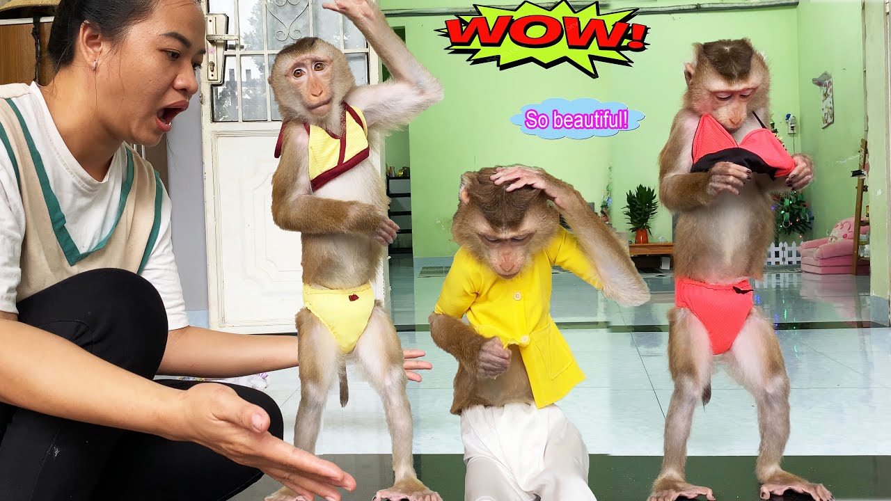 Wow, so beautiful! Monkey Lyly received a cute gift from her mother ...