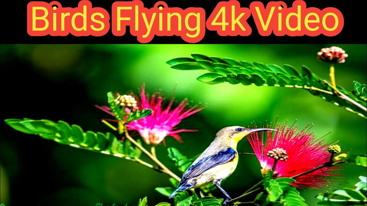 Birds Flying 4k Video | Amazing Flights with Birds - YouTube