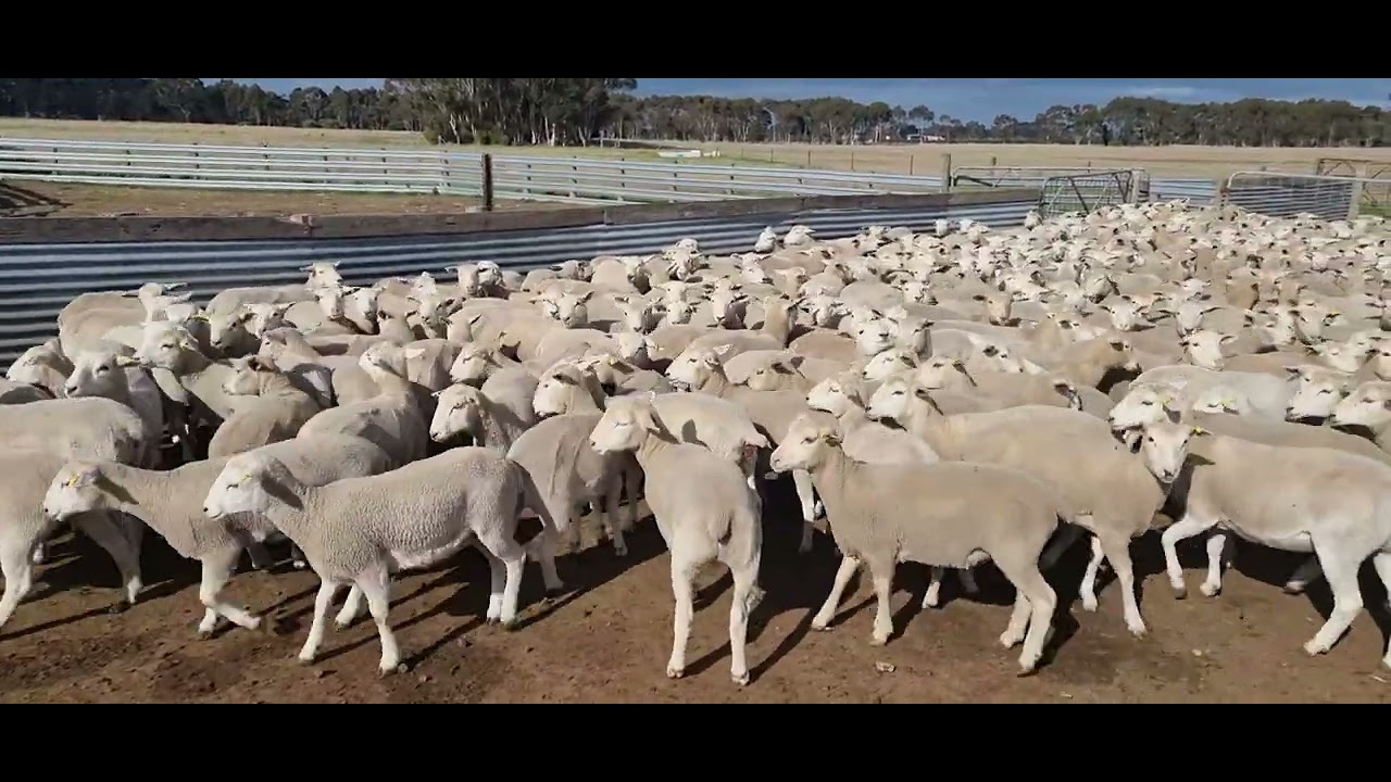Nerrin Nerrin Pastoral Co Aussie White Composite X Lambs A+ - YouTube