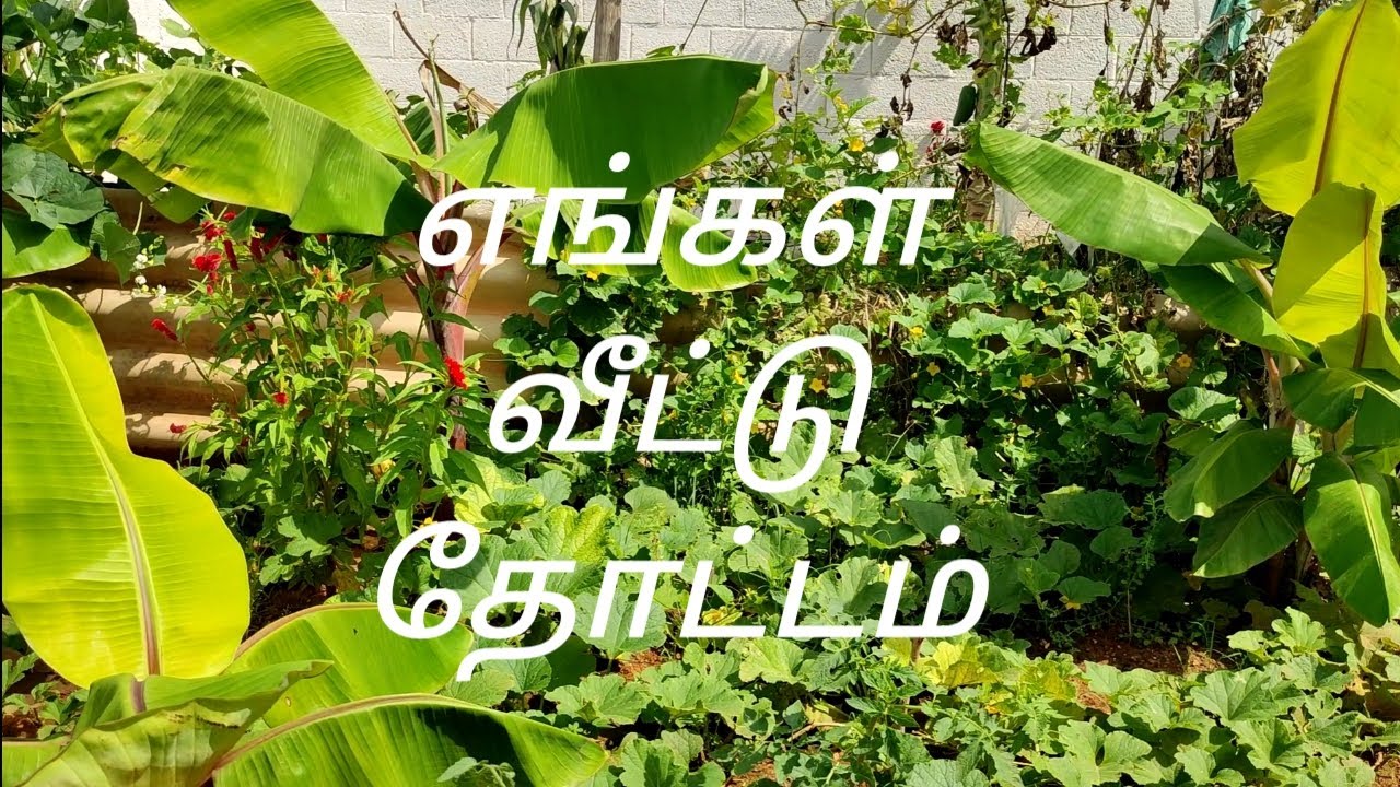 En Veetu Thottam || My Garden in Tamil || Home Garden || எங்க வீட்டு ...
