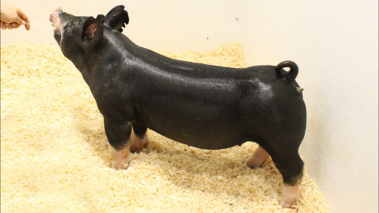 Lane Fall 2022: 83-9 Berkshire Gilt - YouTube