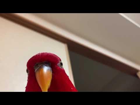 Red birb "GUMI" wuewuewuewuewue.....staring . - YouTube