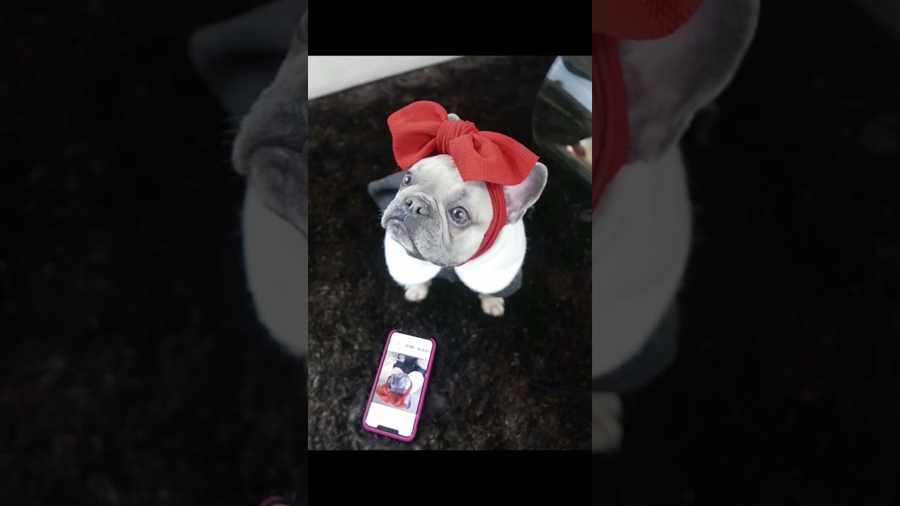 Frenchies | Wholesome Frenchies | Frenchies Being Wholesome | Frenchies ...