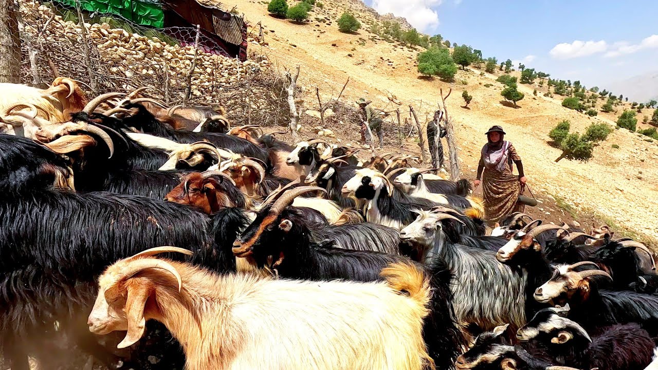 Nomadic Sheepfold Building Techniques in a Mountain Village - YouTube