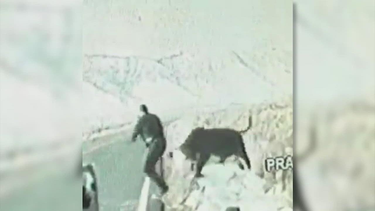 California police officer dodges raging bull on side of highway - YouTube