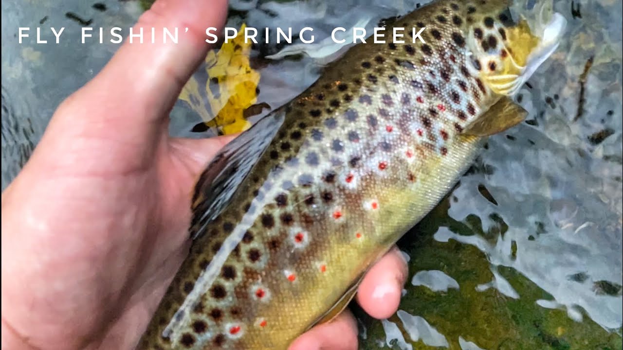 Spring Creek Wild Brown Trout - Dry Dropper Feat. Marty & Dan - YouTube