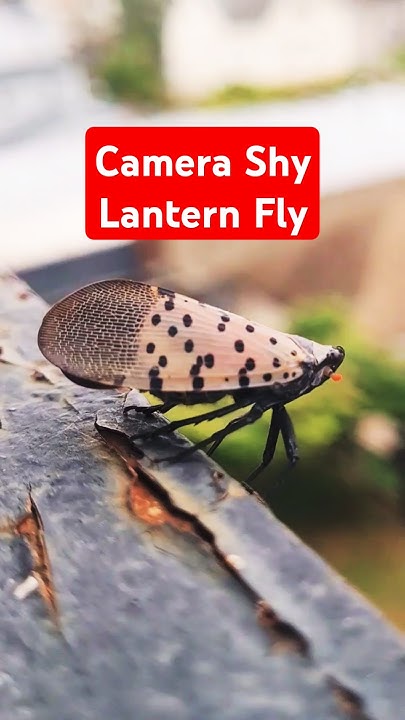 Camera Shy Lantern Fly #bugs #insects #wildlife #nature #funny #outdoors #newyork #shorts #views ...