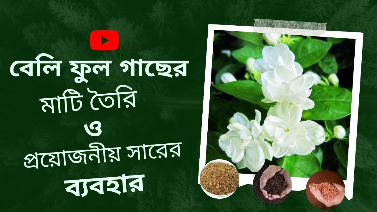 বেলী ফুল গাছের মাটি তৈরি করার পদ্ধতি || How to Make Soil Mix for Beli ...