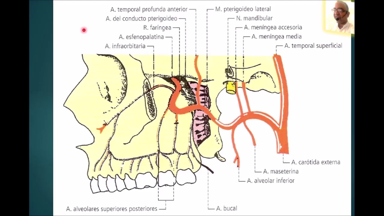 FOSA INFRATEMPORAL Y ARTERIA MAXILAR - YouTube