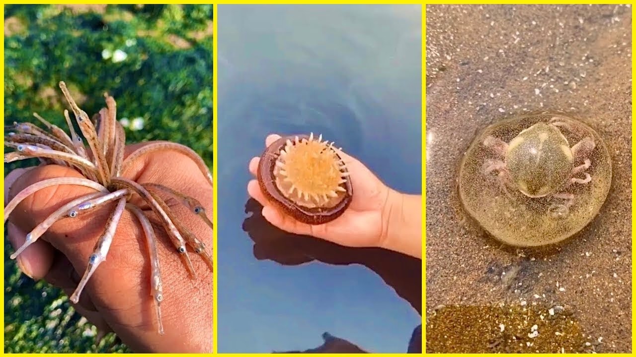I have caught many strange sea seafood species - Greatest Fishing ...