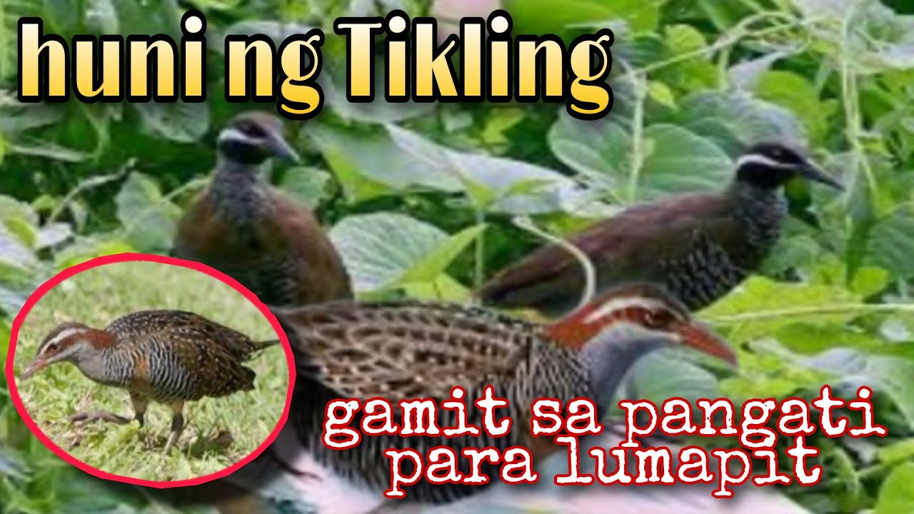 TIKLING SOUNDS | Huni ng Tikling gamit sa pangati para lumapit - YouTube