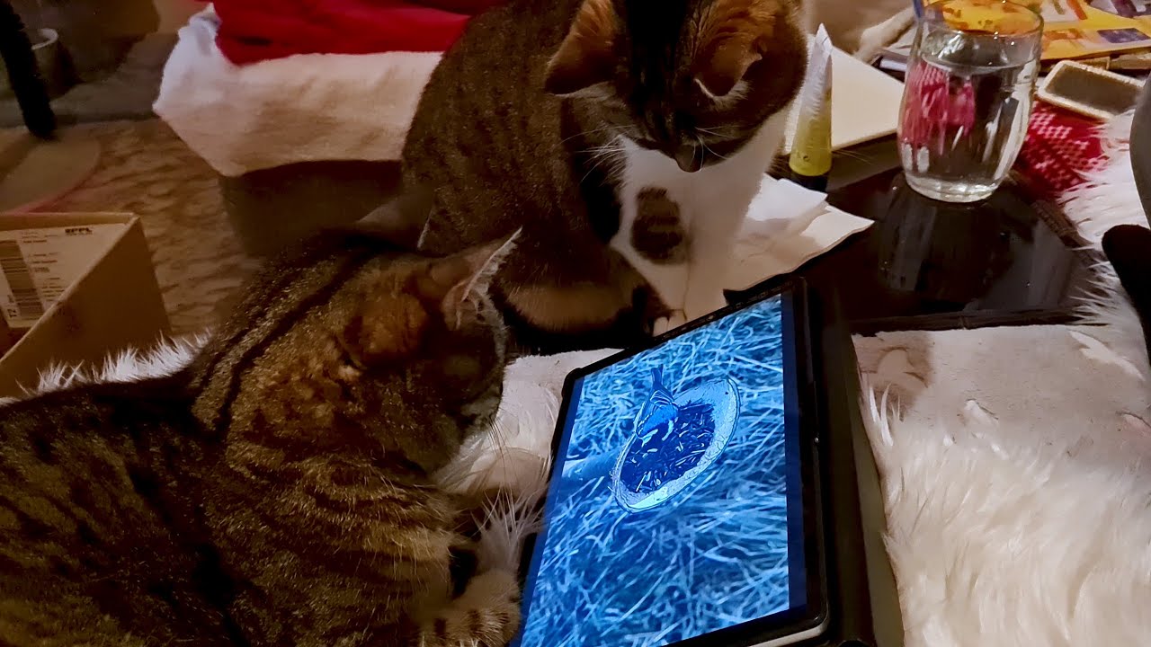 TV for cats - YouTube