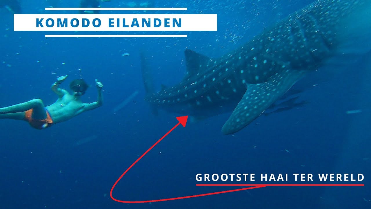 GEZWOMMEN MET GROOTSTE HAAI VAN DE WERELD, vier daagse boot tour naar ...
