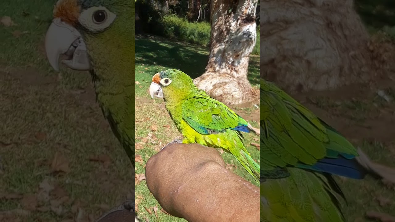 Training parrots, half moon conure - YouTube