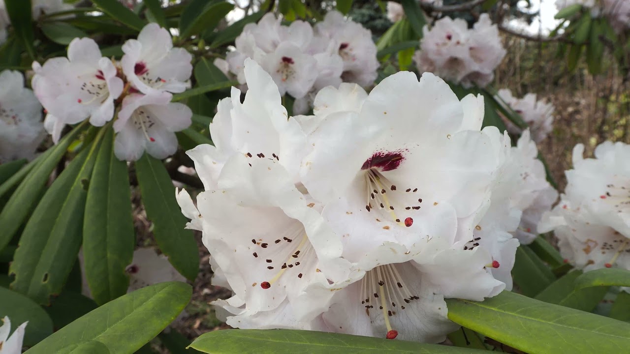Olympus OM-DE-M10 Mark IV | 4K Video Test | Queen Elizabeth Park | Vanvouver