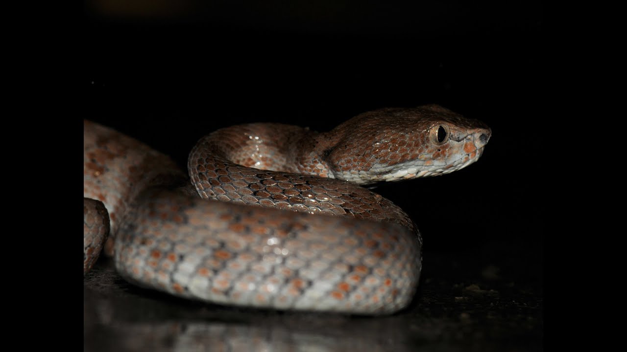 Snakes of Andaman and Nicobar Islands | Islands of India - YouTube