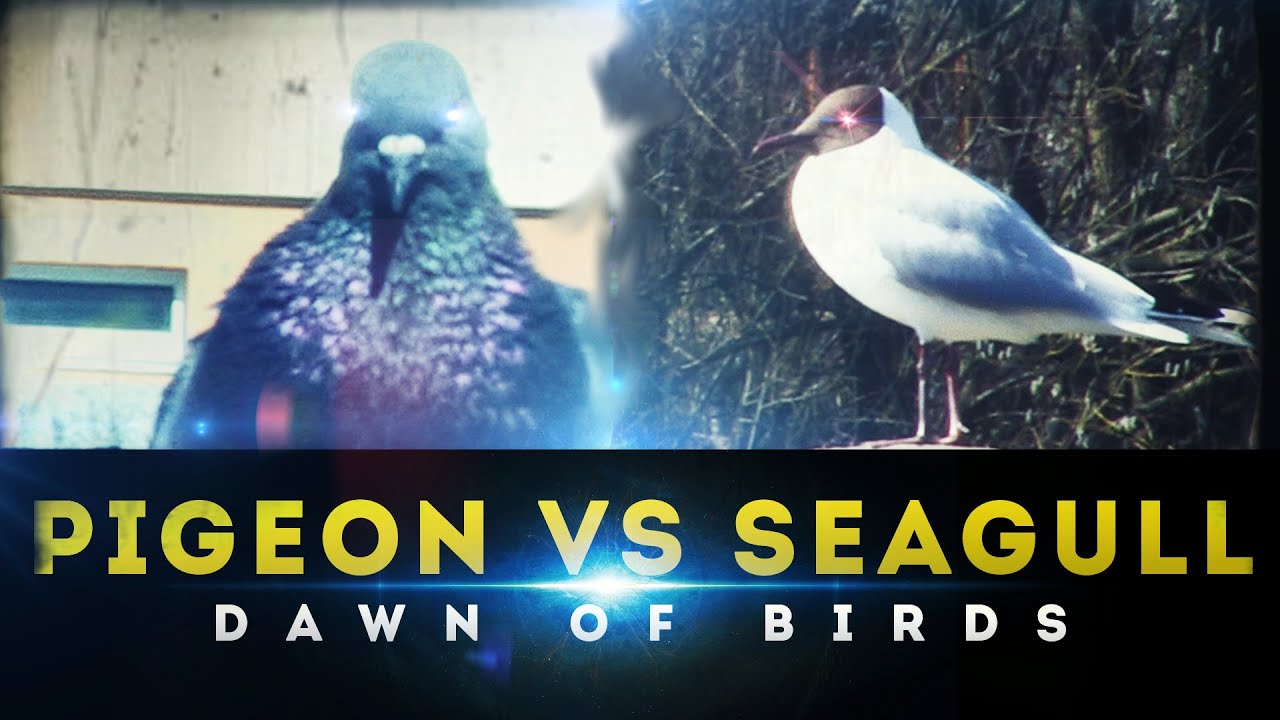[Batman v Superman Trailer parody] Pigeon V Seagull - Dawn Of Birds ...