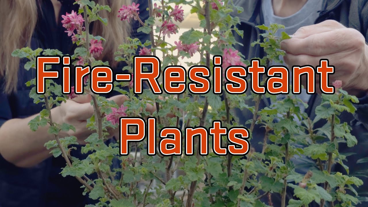 Fire-Resistant Plants for Home Landscapes - YouTube