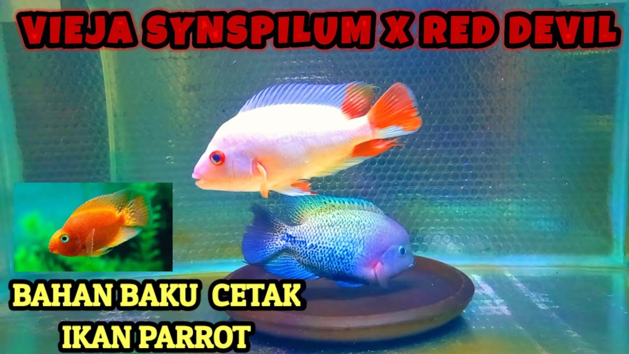 Breeding Vieja Synspilum Pure X Red devil ( Bahan Baku Cetak Ikan ...