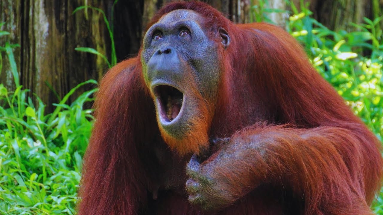 Top 5 Monkey - YouTube