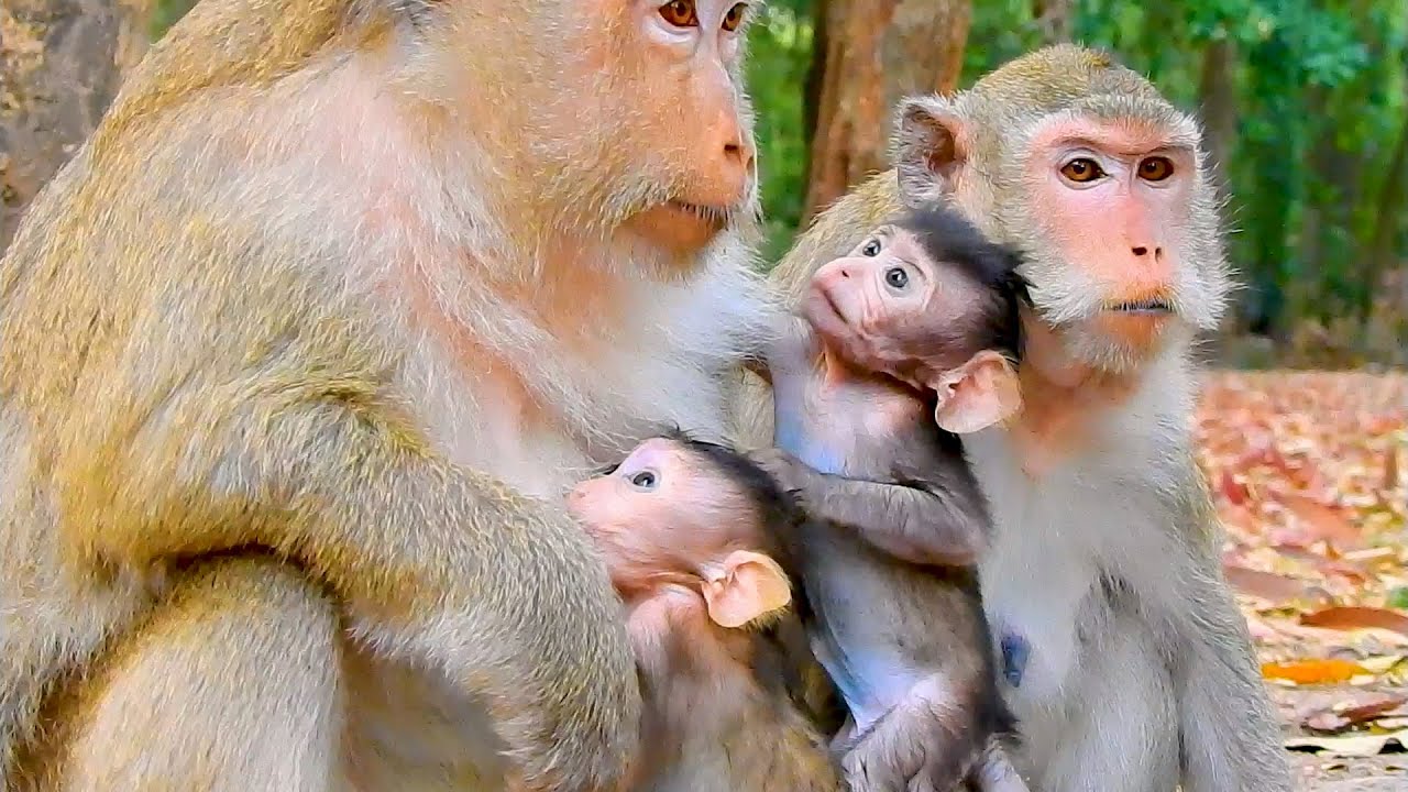 Lovely Baby Monkey Pickles Requests Mom Briana For Playing With Cute ...