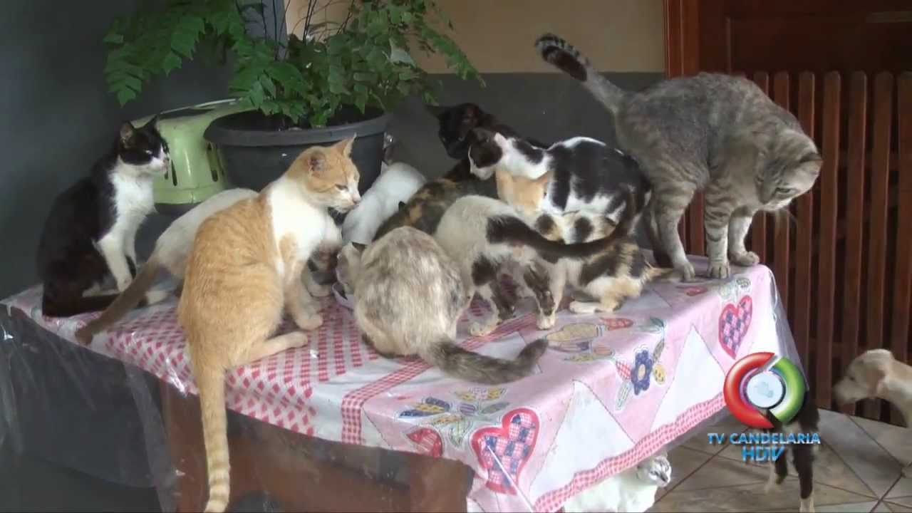 CRIAÇÃO DE GATOS - YouTube
