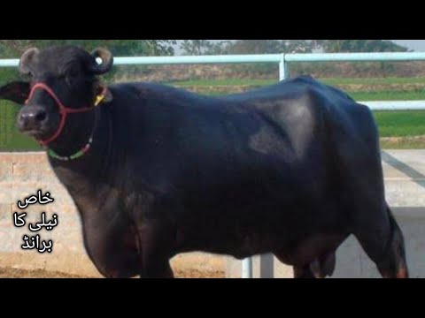Beautiful pure nilli ravi buffalo for sale in pakistan on youtube _05 ...