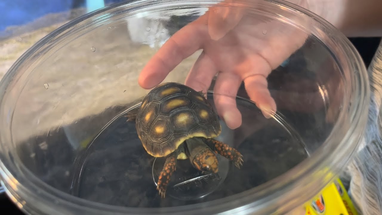 Brand New Red Footed legged leg tortoise baby Turtle with reptile light ...