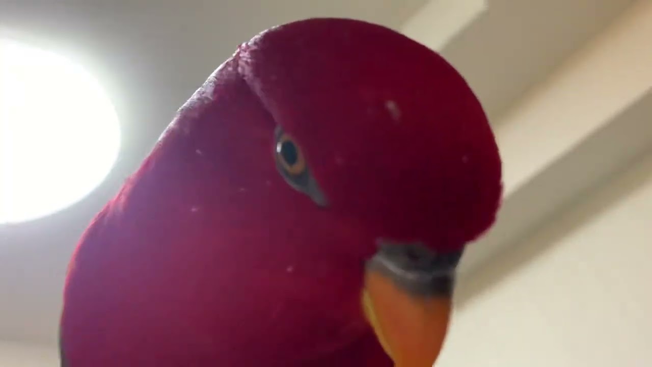 Red birb is having violent urges. - YouTube