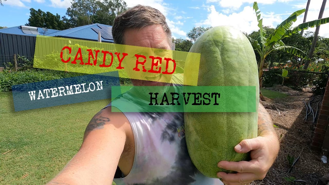 CANDY RED WATERMELON HARVEST - YouTube