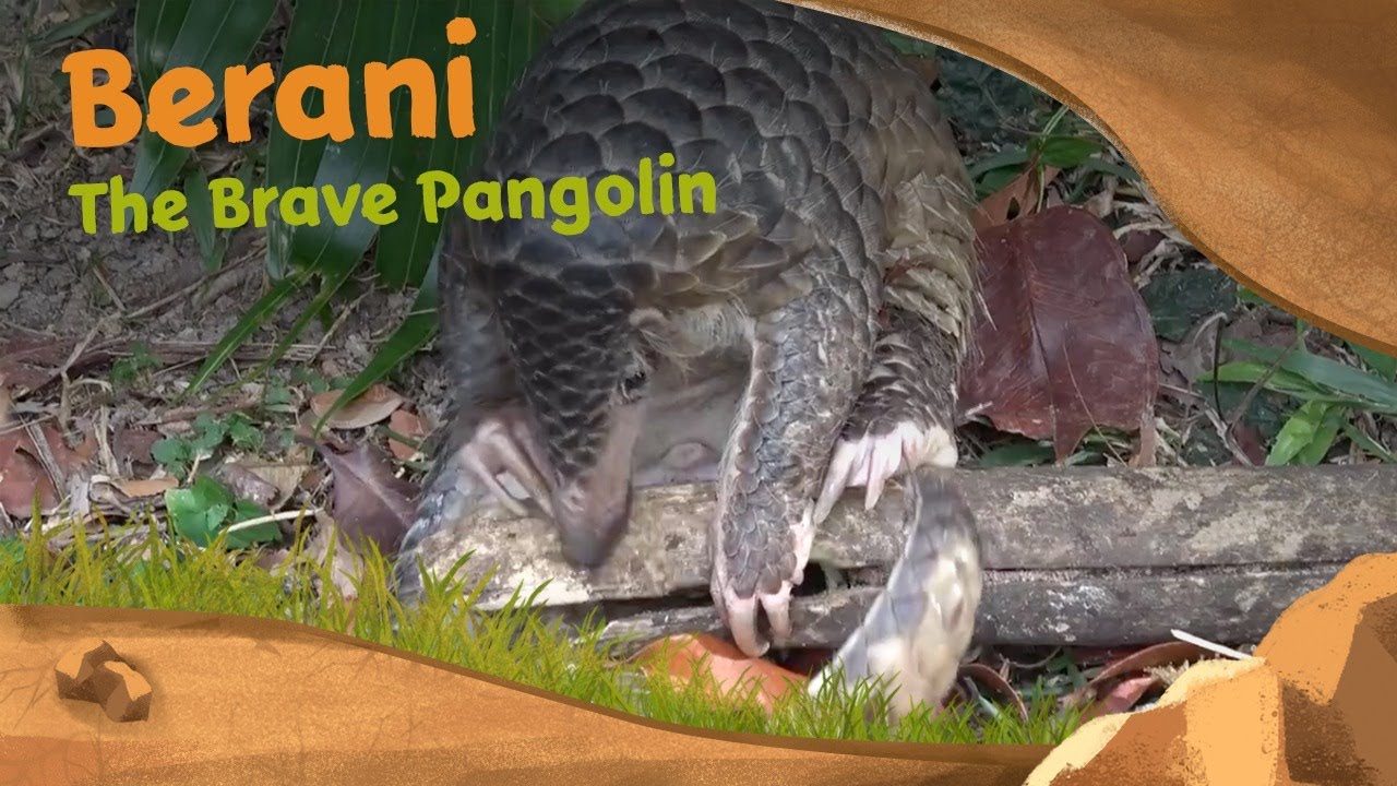 Zoo Stories | Berani the Brave Pangolin - YouTube