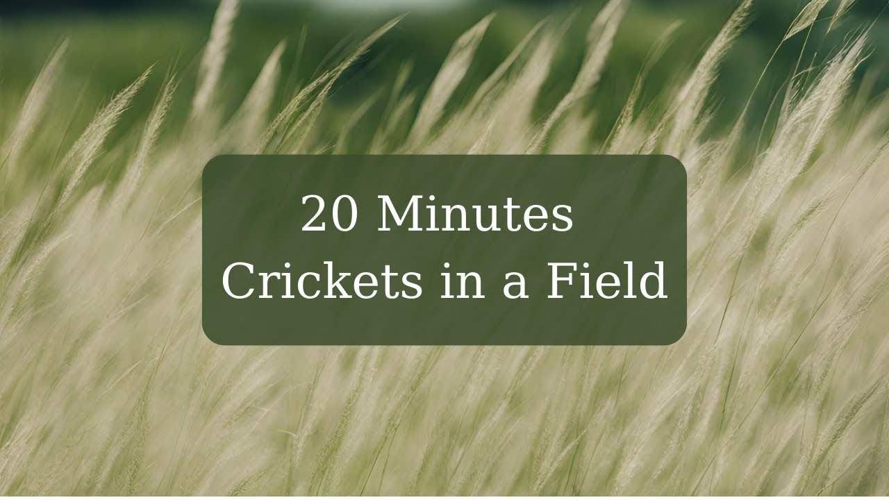 Crickets in a field- relax for 20 minutes and listen to the peaceful ...