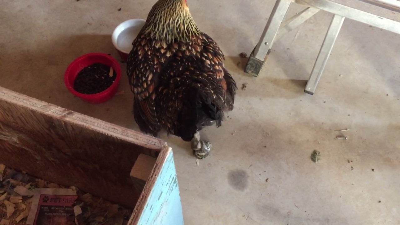 Broody poop - GROSS - YouTube