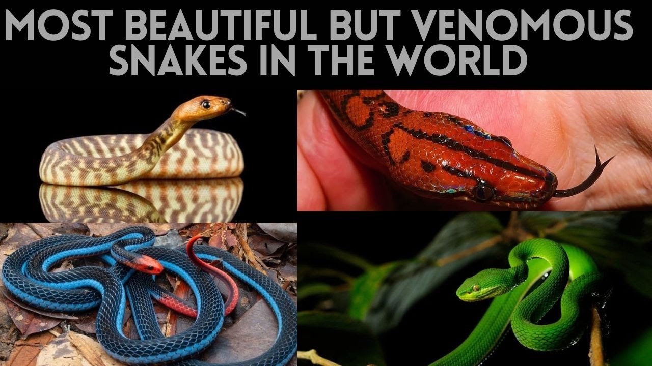 12 Most Beautiful but Venomous Snakes in the World || Nazim Naeem ...