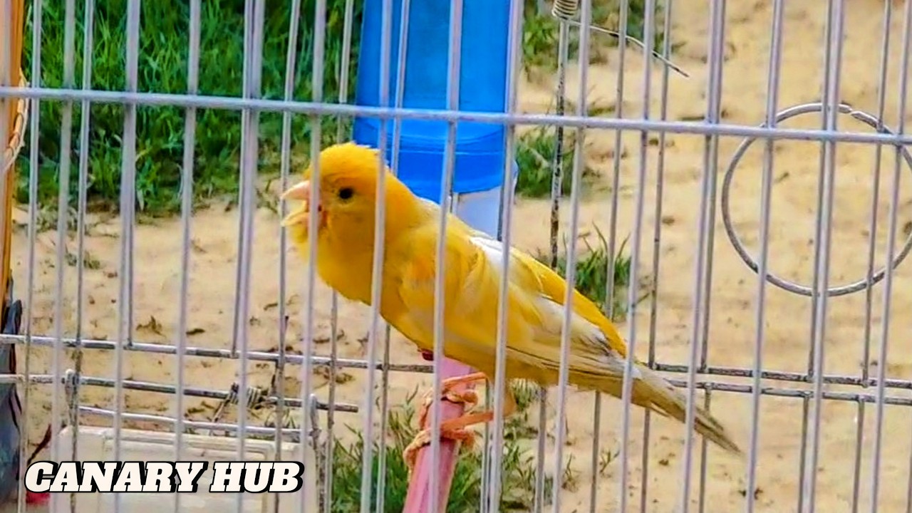 Champion canary bird singing powerful song - YouTube