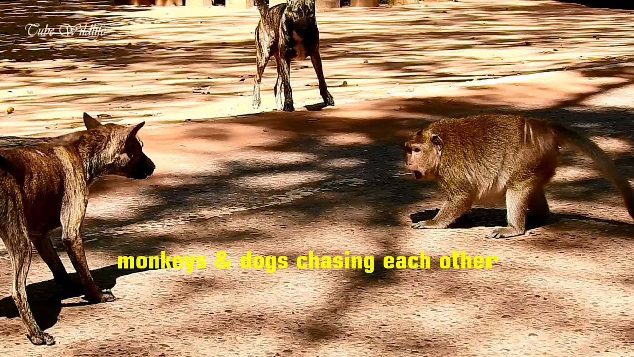 After seeing orphan baby Maci/ Monkeys & dogs chasing each other ...