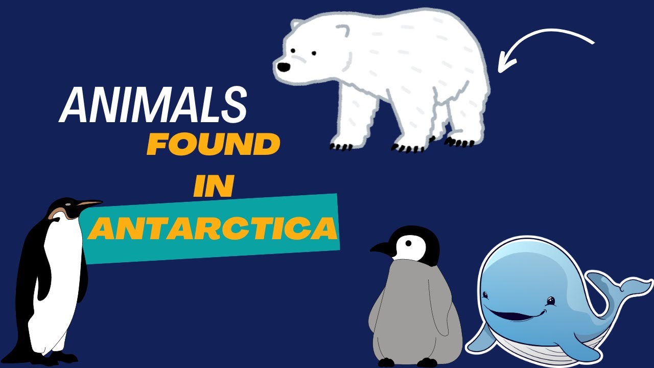 Animals Found In Antarctica - YouTube